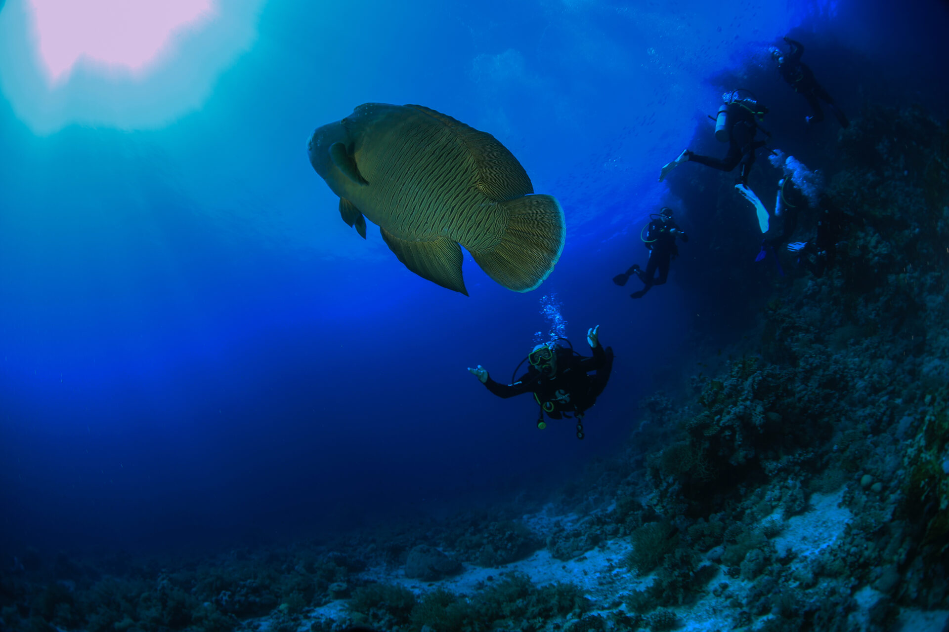 Egypt diving with Eagle Divers Egypt, Sharm El Sheikh, Egypt
